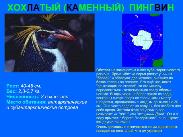 Vidy Pingvinov | PPT