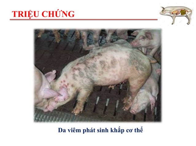 Viem da tiet dich 2016 | PPT