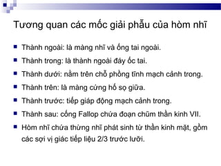 Viêm tai giữa cấp | PPT