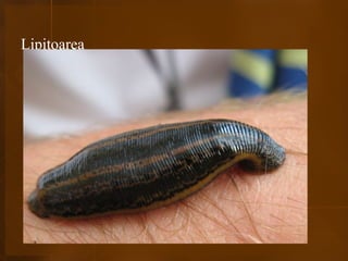 viermiibiologie | PPT