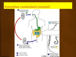 viermiibiologie | PPT