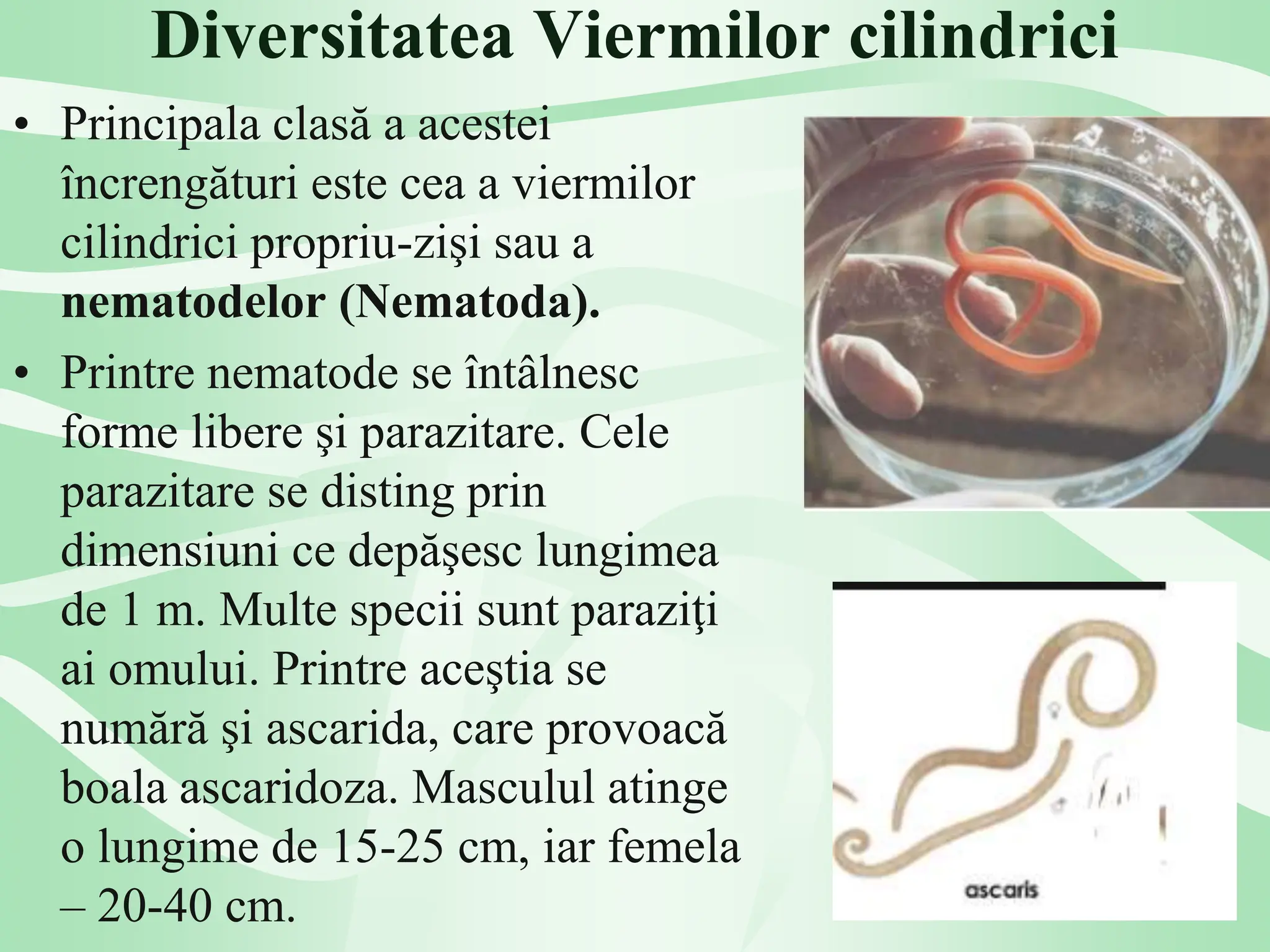 Tema: Viermii cilindrici. Clasa Anelida | PPT