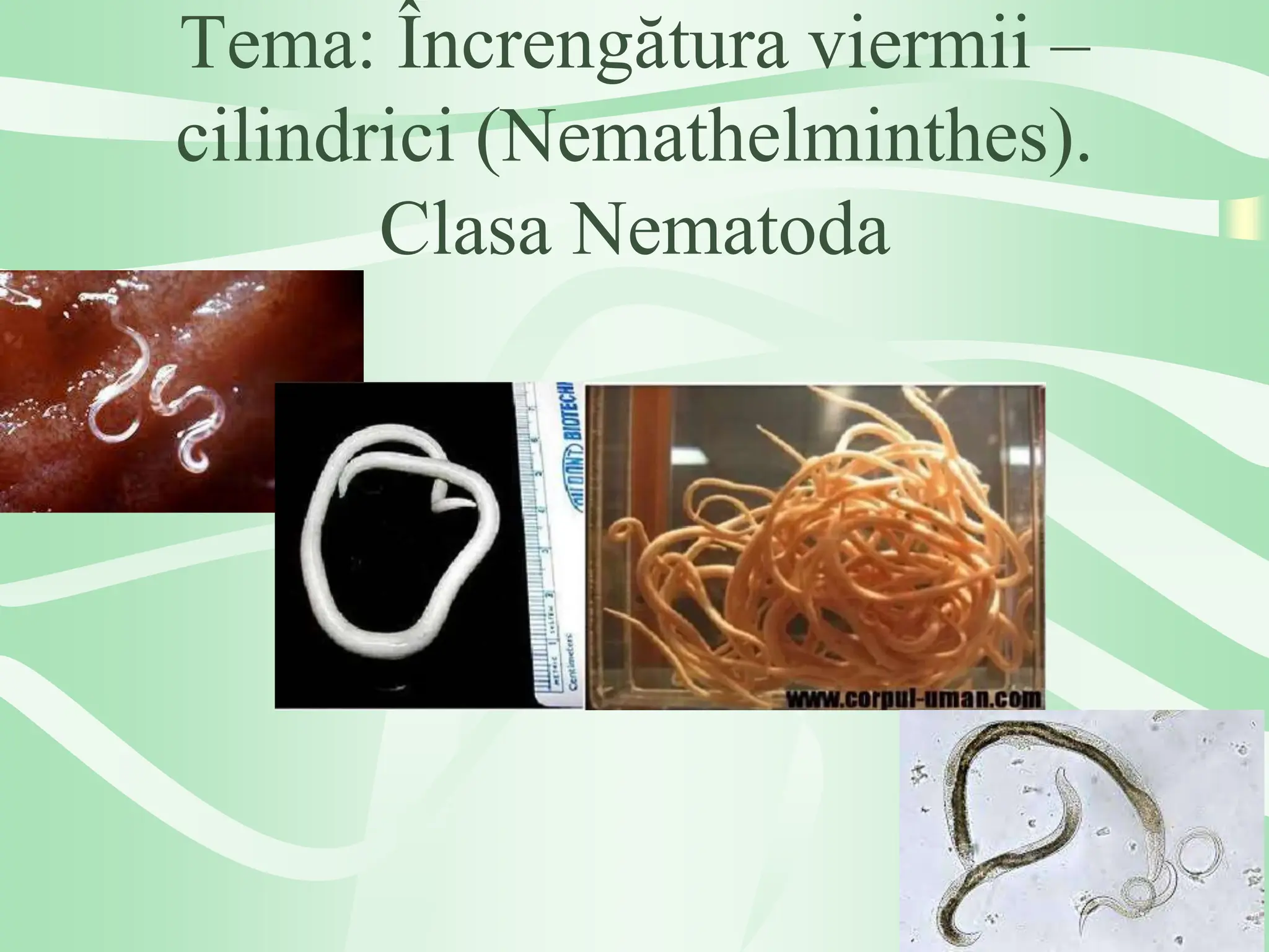 Tema: Viermii cilindrici. Clasa Anelida | PPT