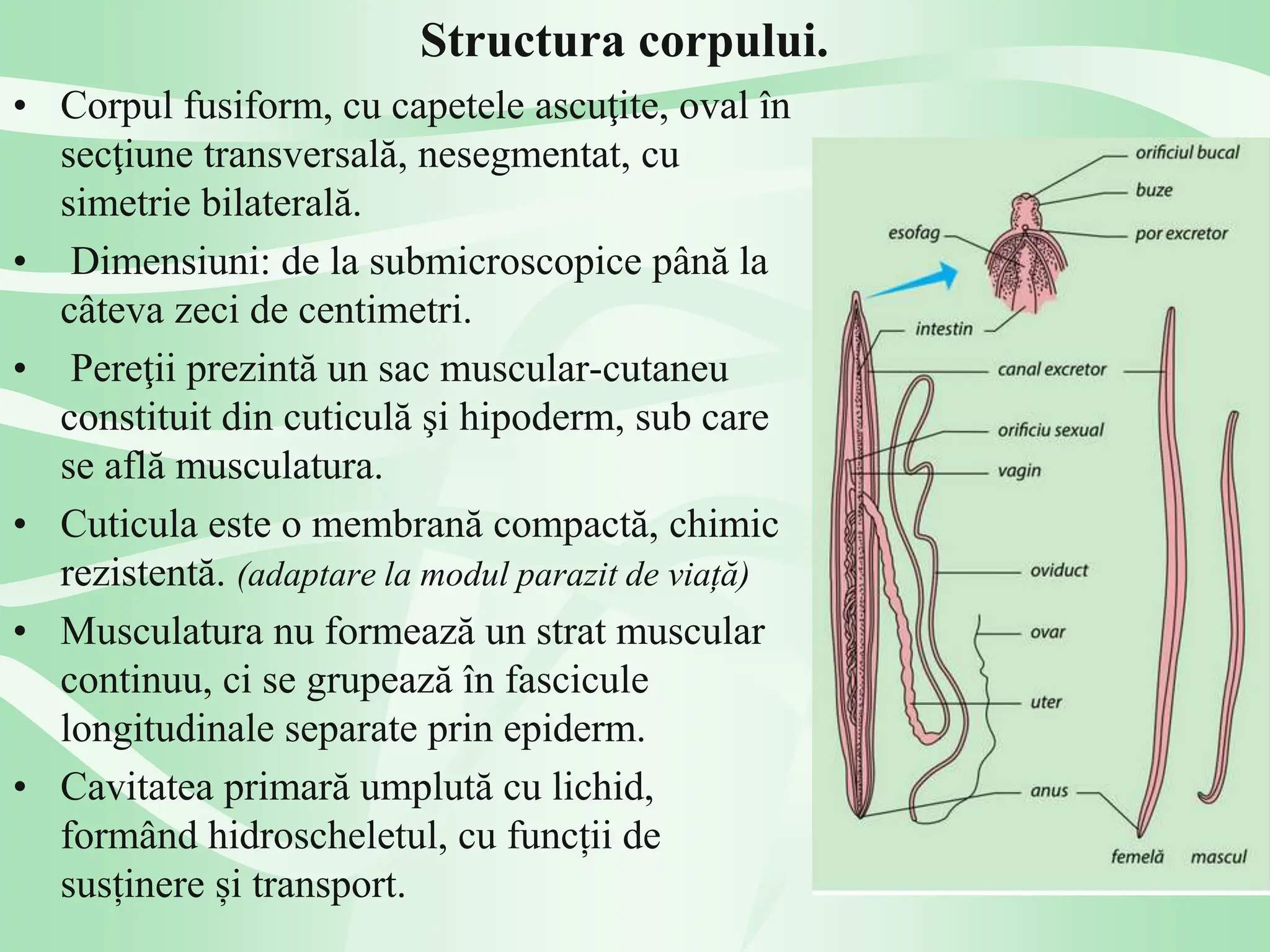Tema: Viermii cilindrici. Clasa Anelida | PPT