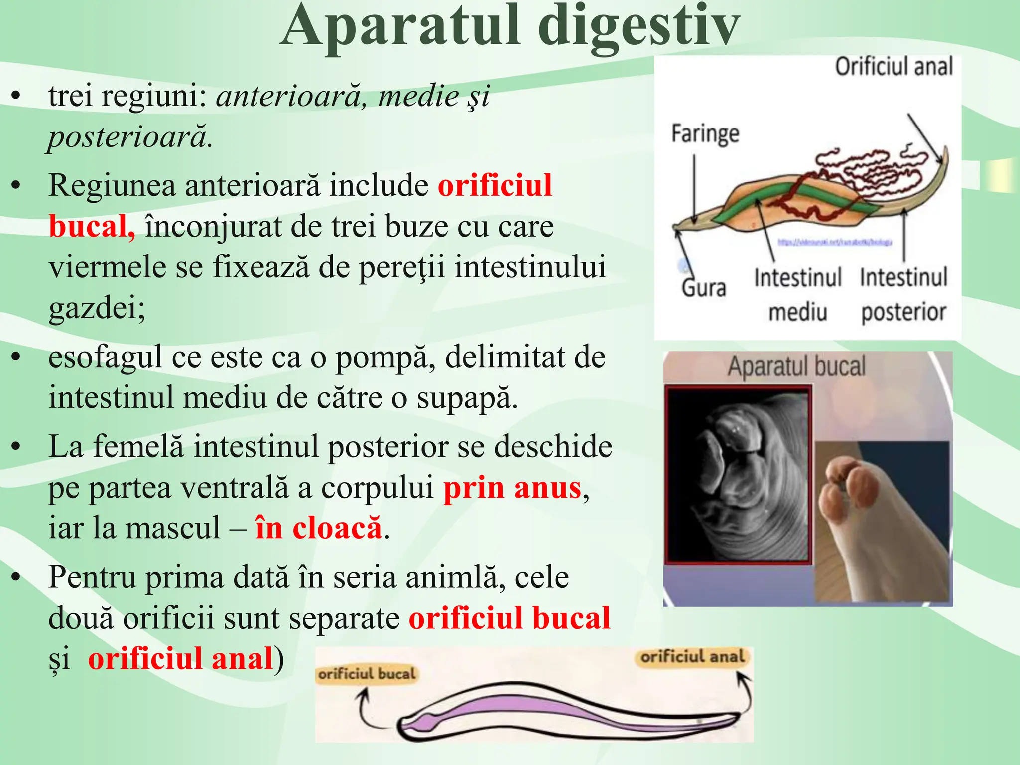 Tema: Viermii cilindrici. Clasa Anelida | PPT