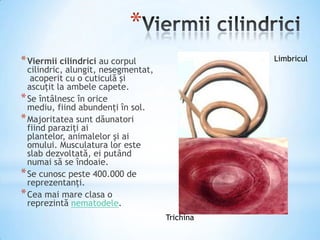 Viermii paraziţi | PPTX