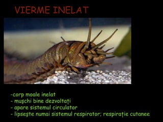 Viermii paraziţi | PPT