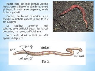 Viermii paraziţi | PPTX
