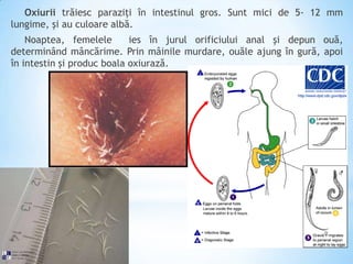 Viermii paraziţi | PPTX