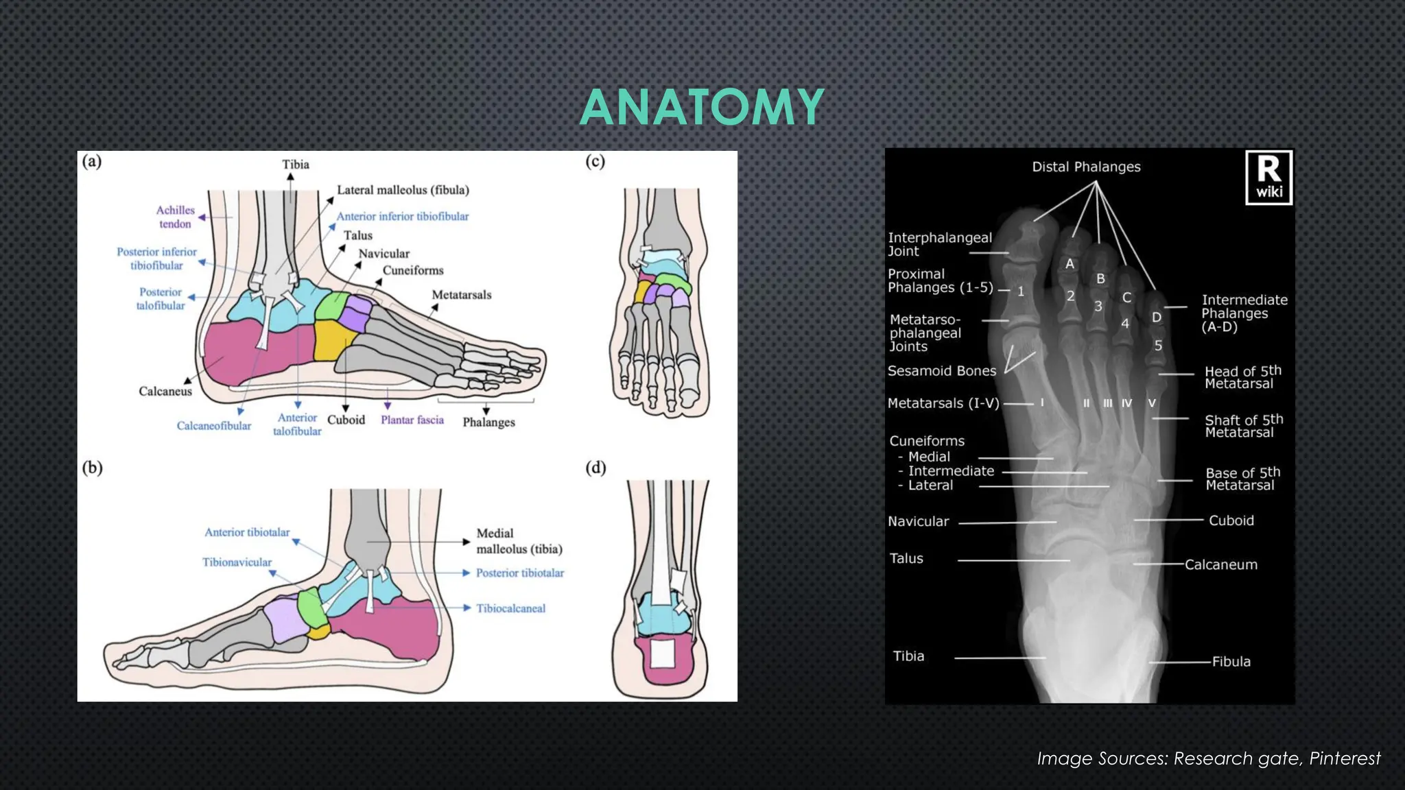 X-RAY views for foot, calcaneum, and ankle joint. | PDF