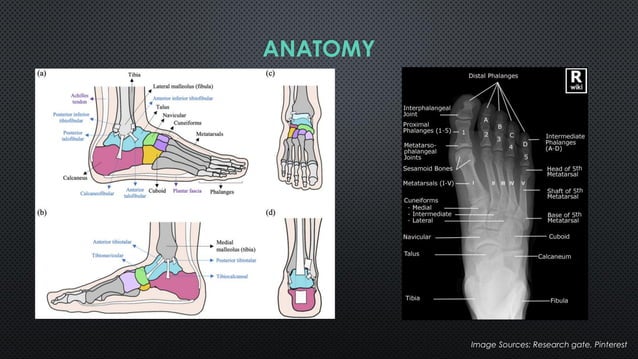 X-RAY views for foot, calcaneum, and ankle joint. | PDF