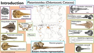 Oh my teeth! Odontocetes feeding methods diversification in the early ...