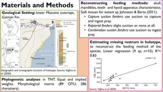 Oh my teeth! Odontocetes feeding methods diversification in the early ...