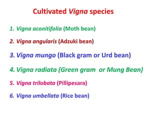 Evolution of Vigna species | PPT | Genetics | Science