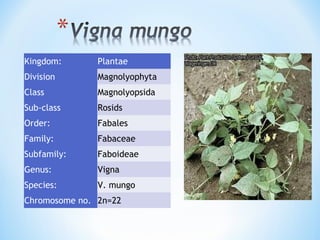 Vigna mungo | PPT
