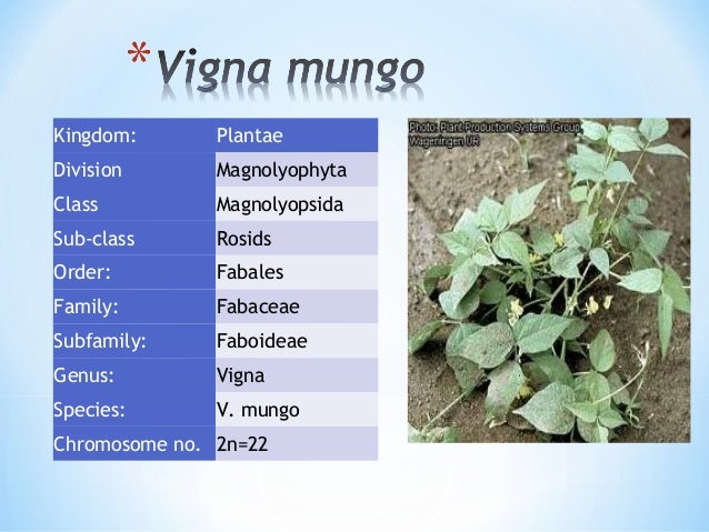 Vigna mungo
