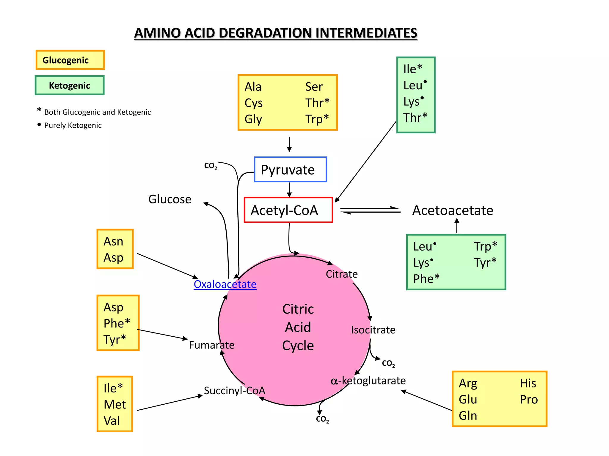 VII. Metabolisme protein-asam amino.ppt
