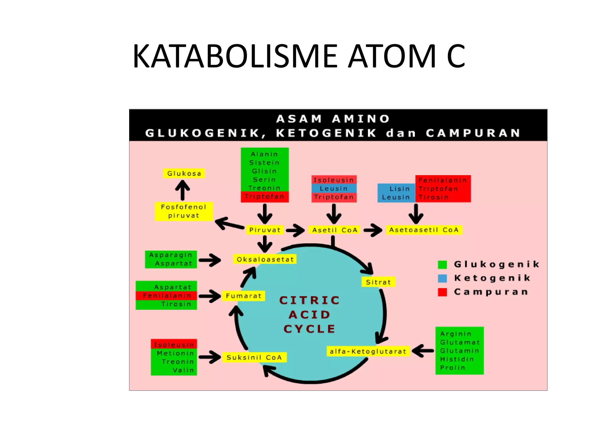 VII. Metabolisme protein-asam amino.ppt