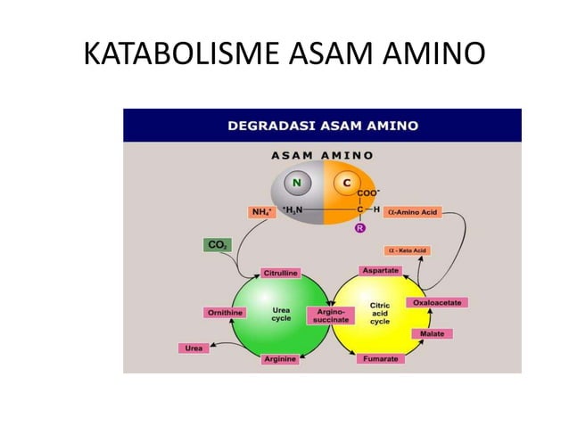 VII. Metabolisme protein-asam amino.ppt
