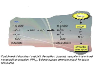 VII. Metabolisme protein-asam amino.ppt