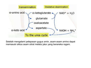 VII. Metabolisme protein-asam amino.ppt