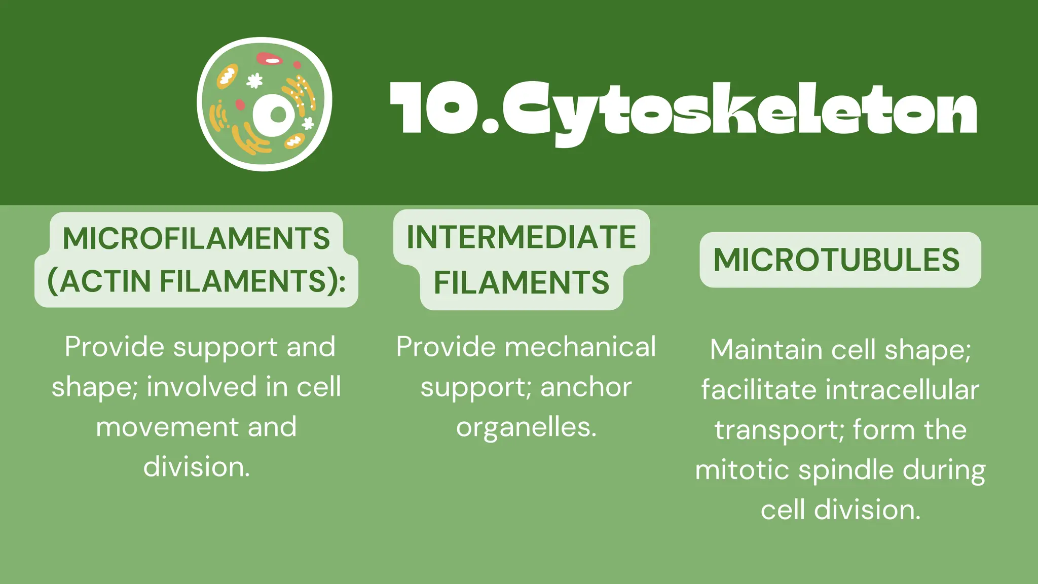 Parts of Cells and Cell Organelles Slides | PPT