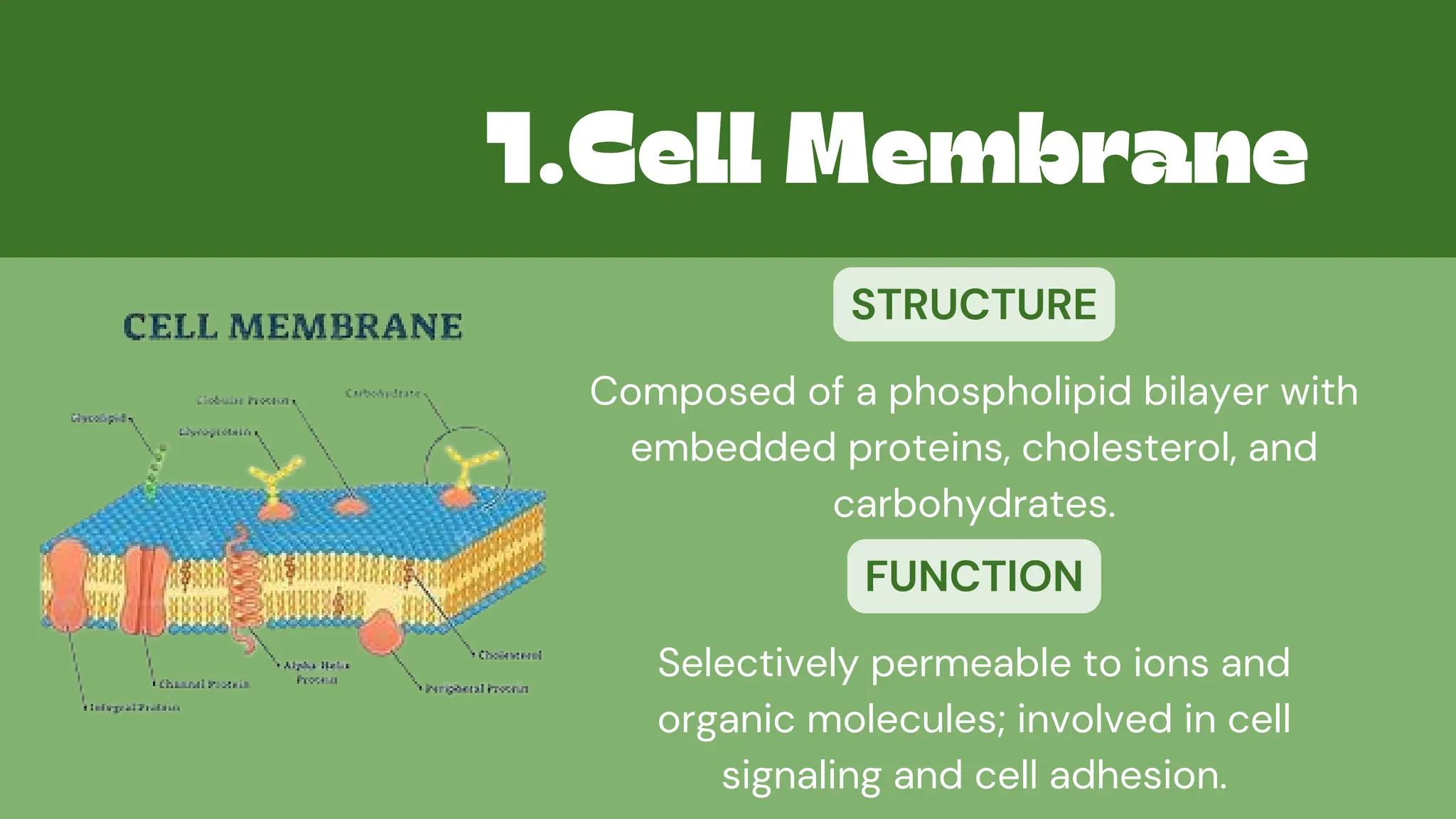 Parts of Cells and Cell Organelles Slides | PPT
