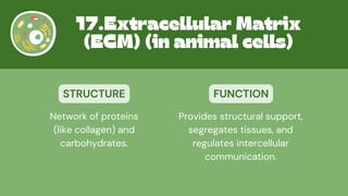 Parts of Cells and Cell Organelles Slides | PPT