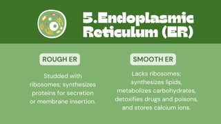 Parts of Cells and Cell Organelles Slides | PPT