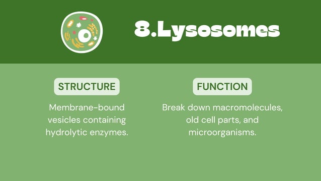 Parts of Cells and Cell Organelles Slides | PPT