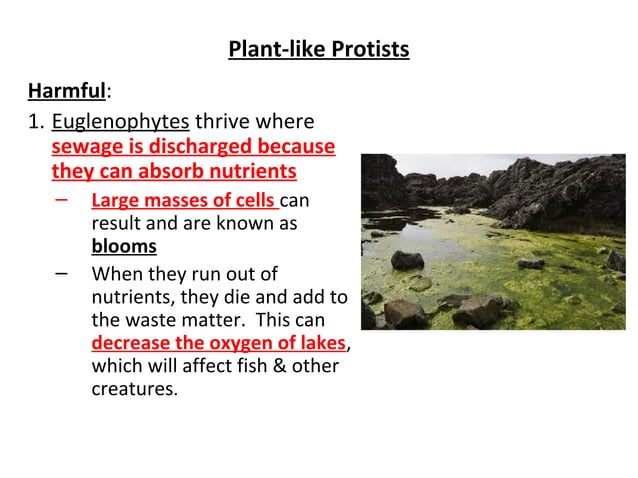 ecological roles of protists 2016 | PPT