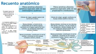 VIII PAR CRANEAL (vestibulococlear).pptx