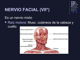Vii° par craneal | PPT