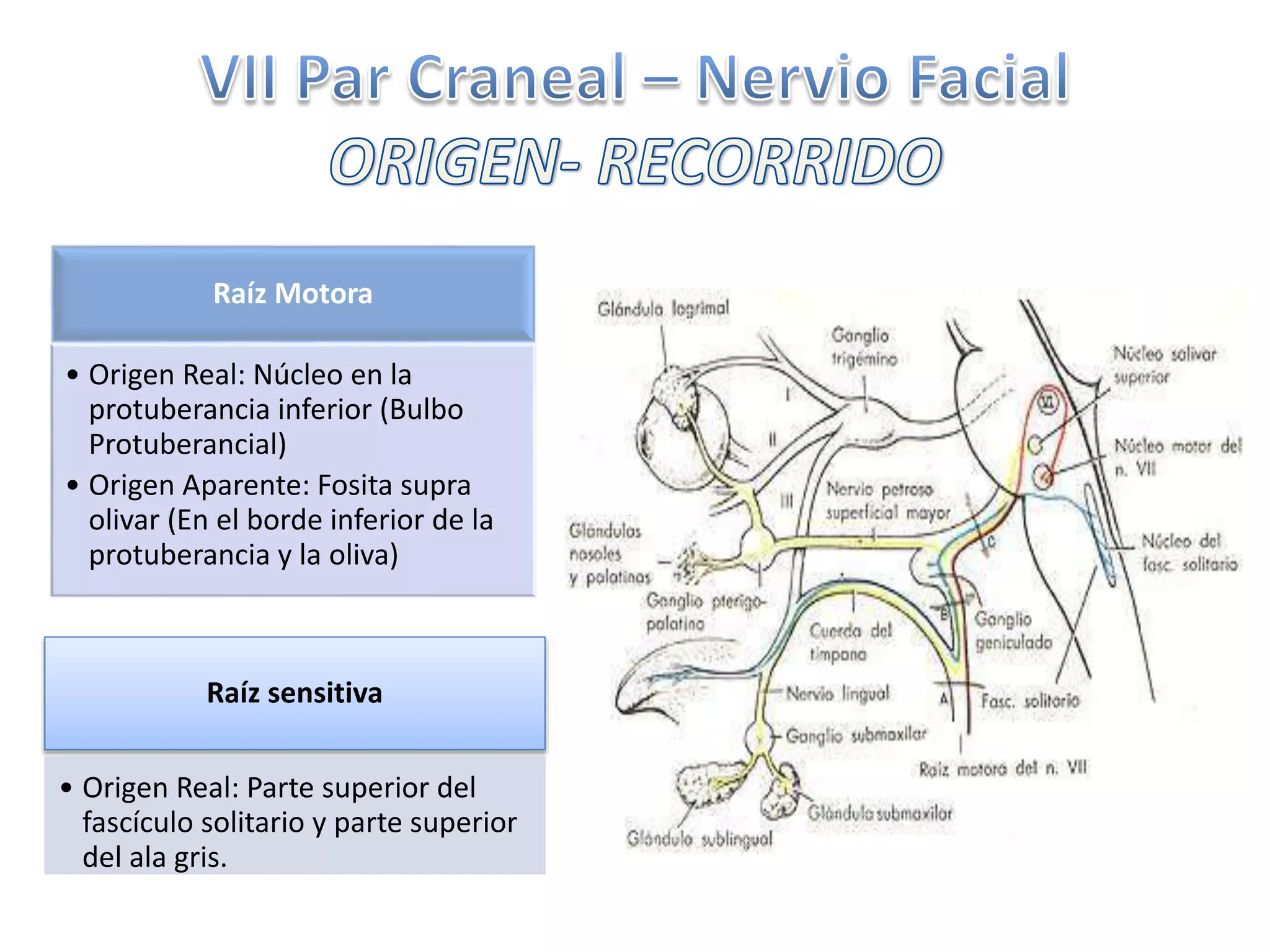 VII par craneal o nervio facial | PPTX | Ear, Nose and Throat ...