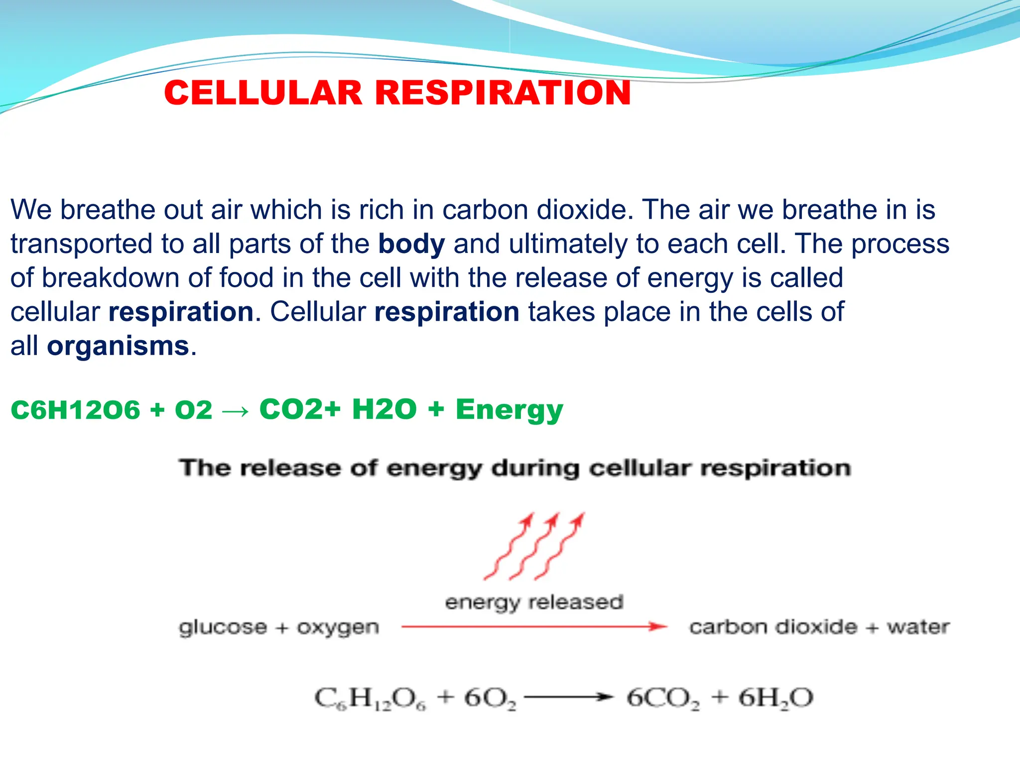 Class 7 science_ Respiration in organisms.pdf
