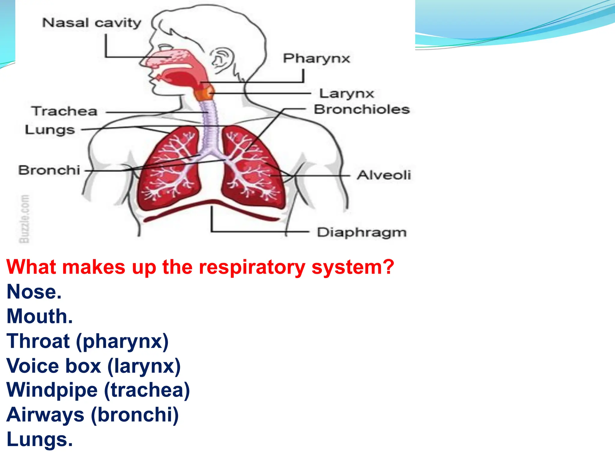 Class 7 science_ Respiration in organisms.pdf