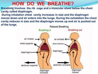 Class 7 science_ Respiration in organisms.pdf