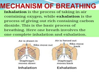 Class 7 science_ Respiration in organisms.pdf