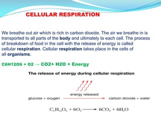 Class 7 science_ Respiration in organisms.pdf