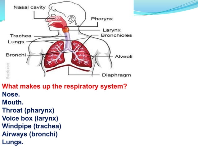 Class 7 science_ Respiration in organisms.pdf