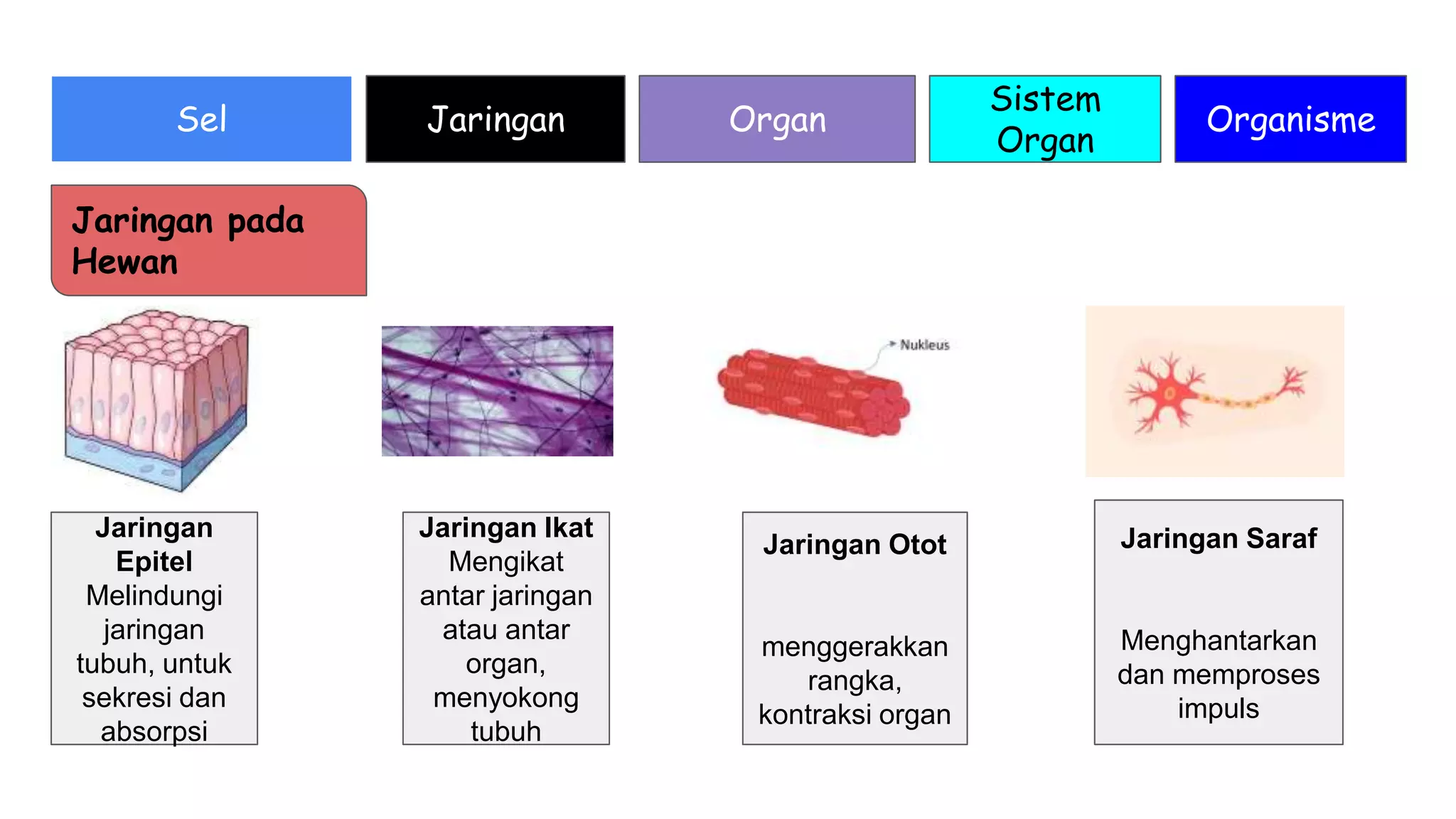 VII_Sistem Organisasi Kehidupan_Sigit R.S.pptx