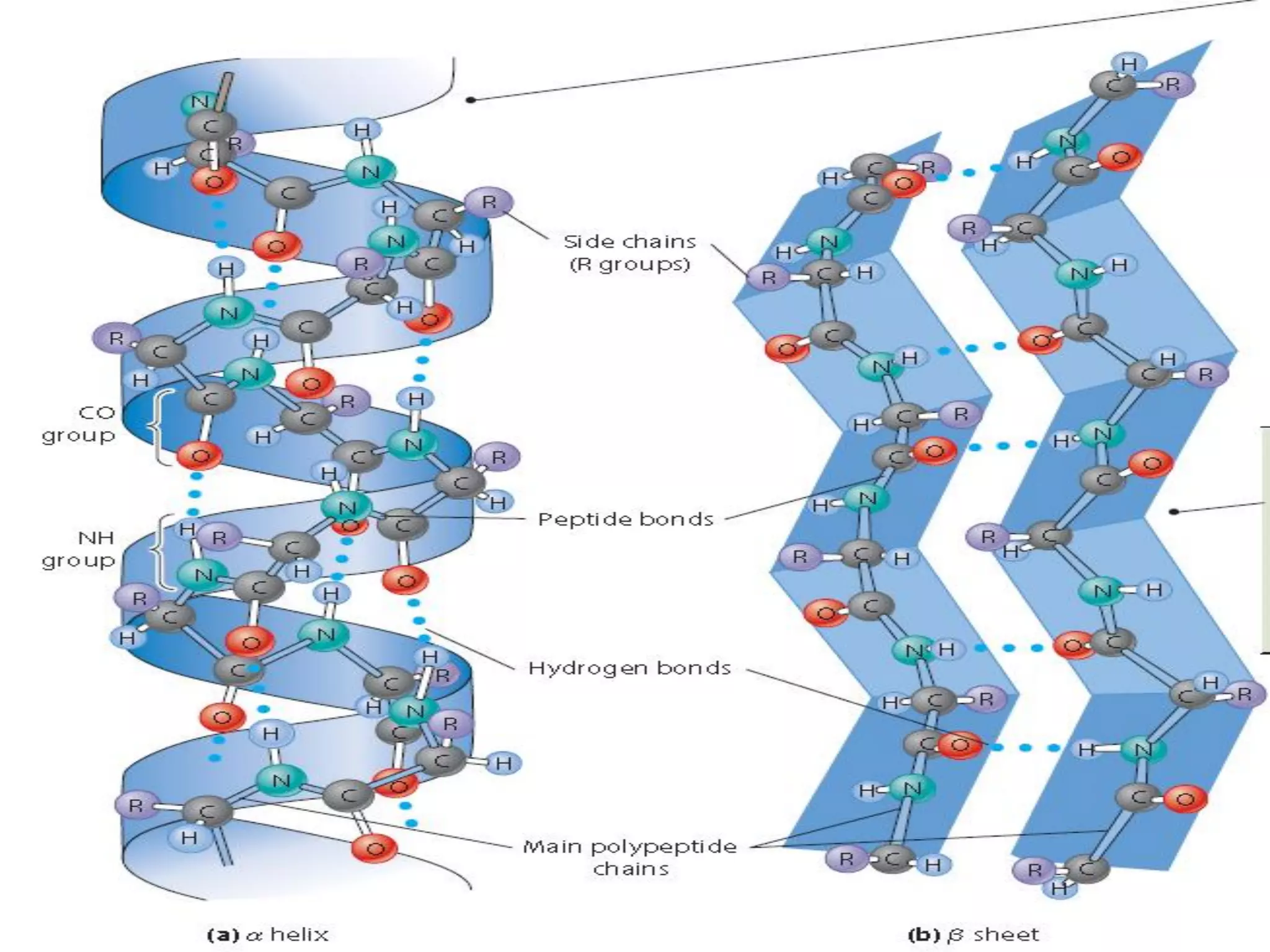 Secondary Structure Prediction of proteins | PDF