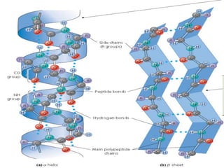 Secondary Structure Prediction of proteins | PDF