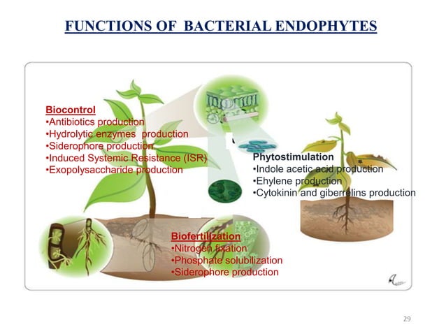 Vijay doc sem 1 [autosaved] | PPT