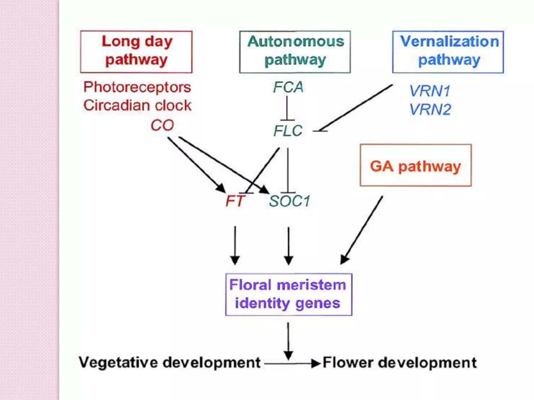 Physiology of flowering, photoperiodism | PPTX