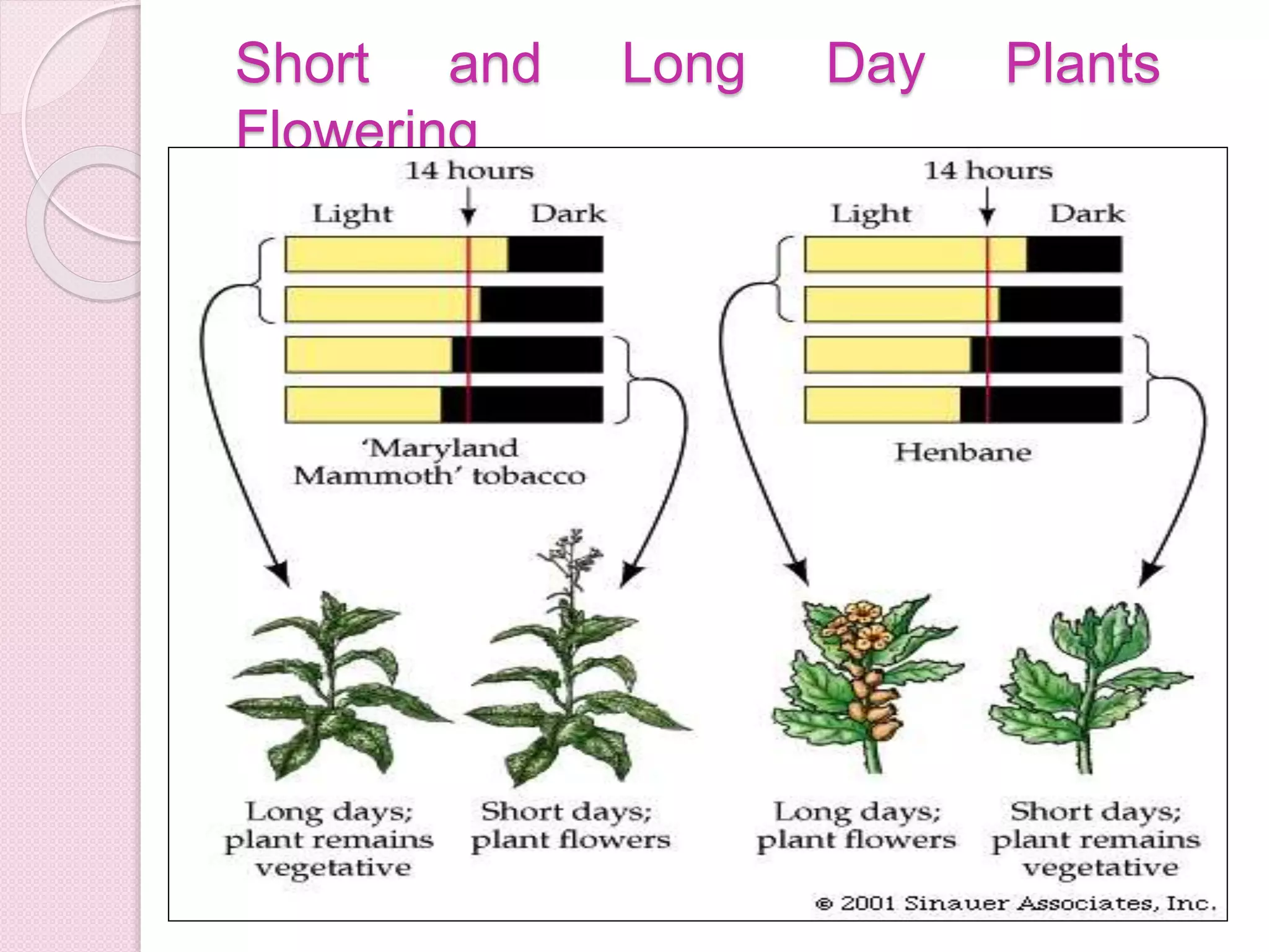 Physiology of flowering, photoperiodism | PPTX
