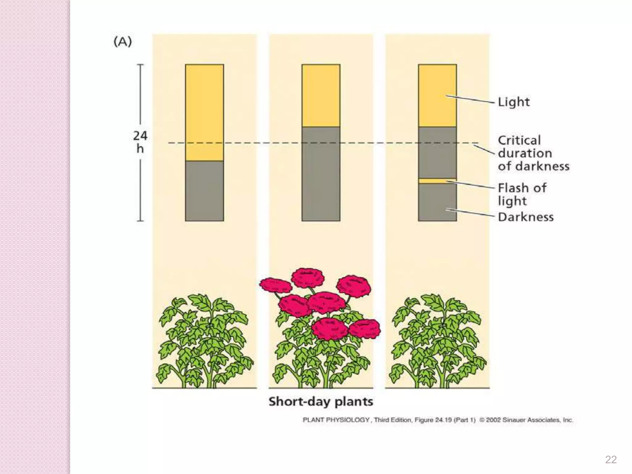 Physiology of flowering, photoperiodism | PPTX