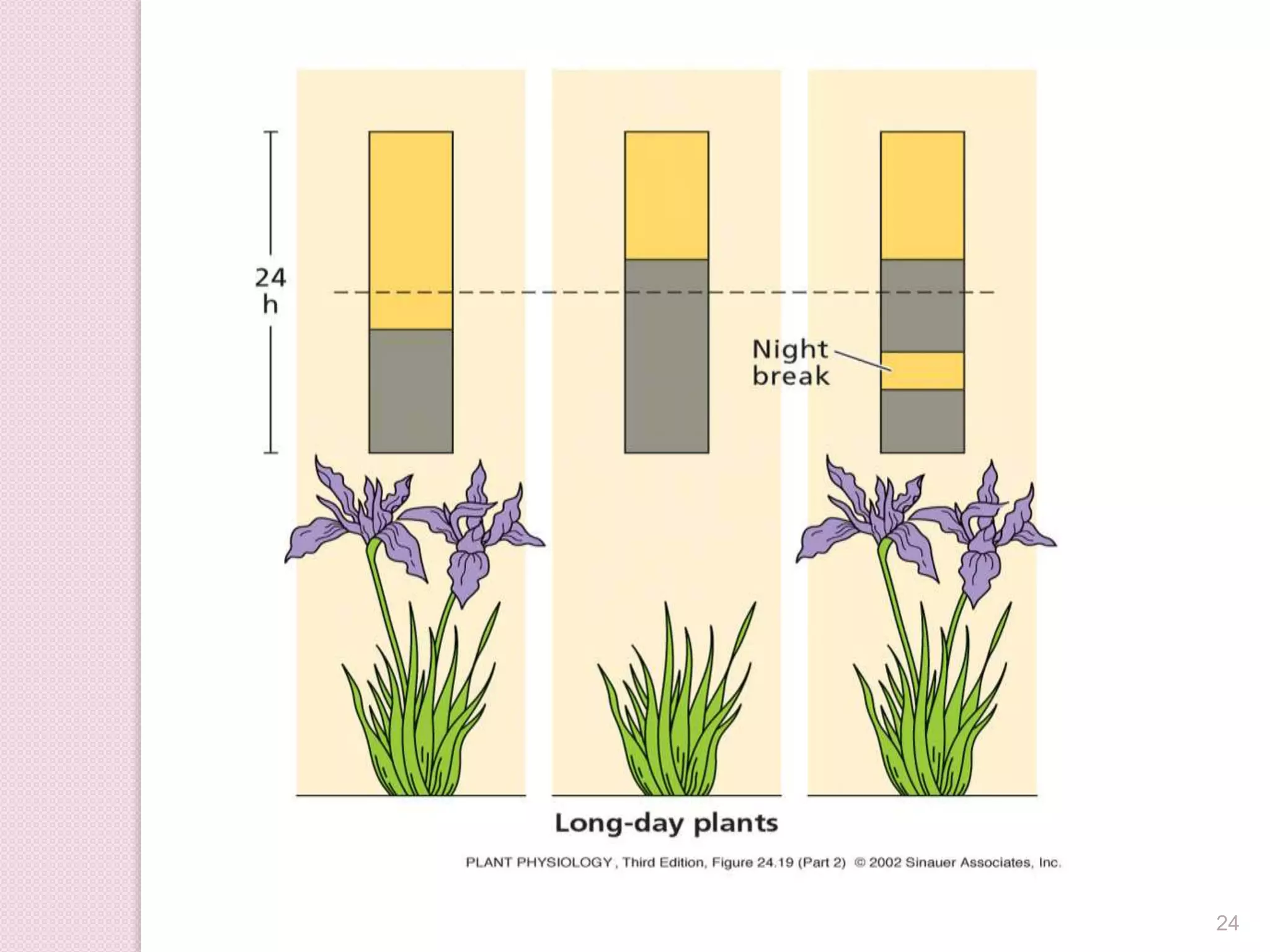 Physiology of flowering, photoperiodism | PPTX