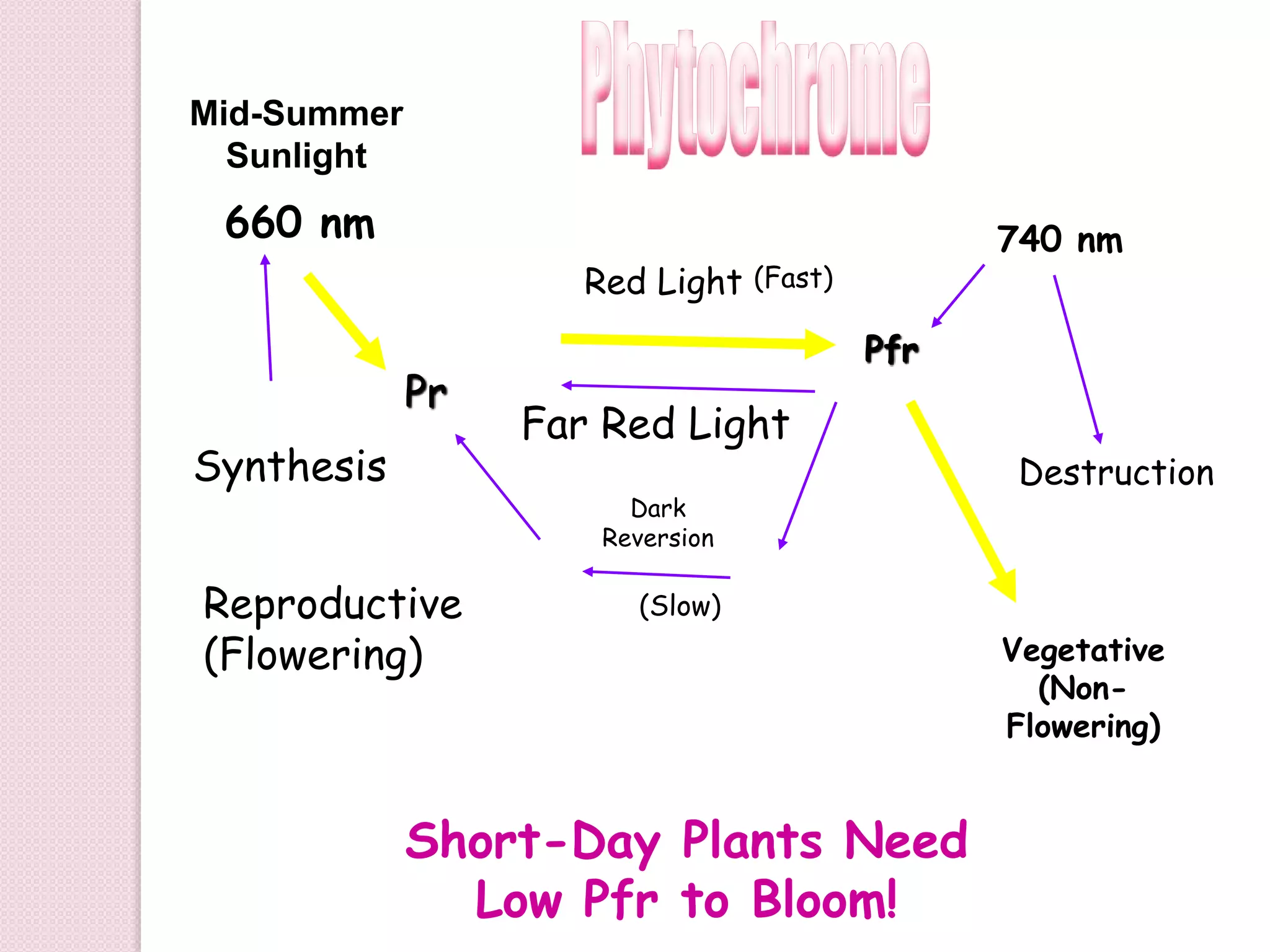 Physiology of flowering, photoperiodism | PPTX