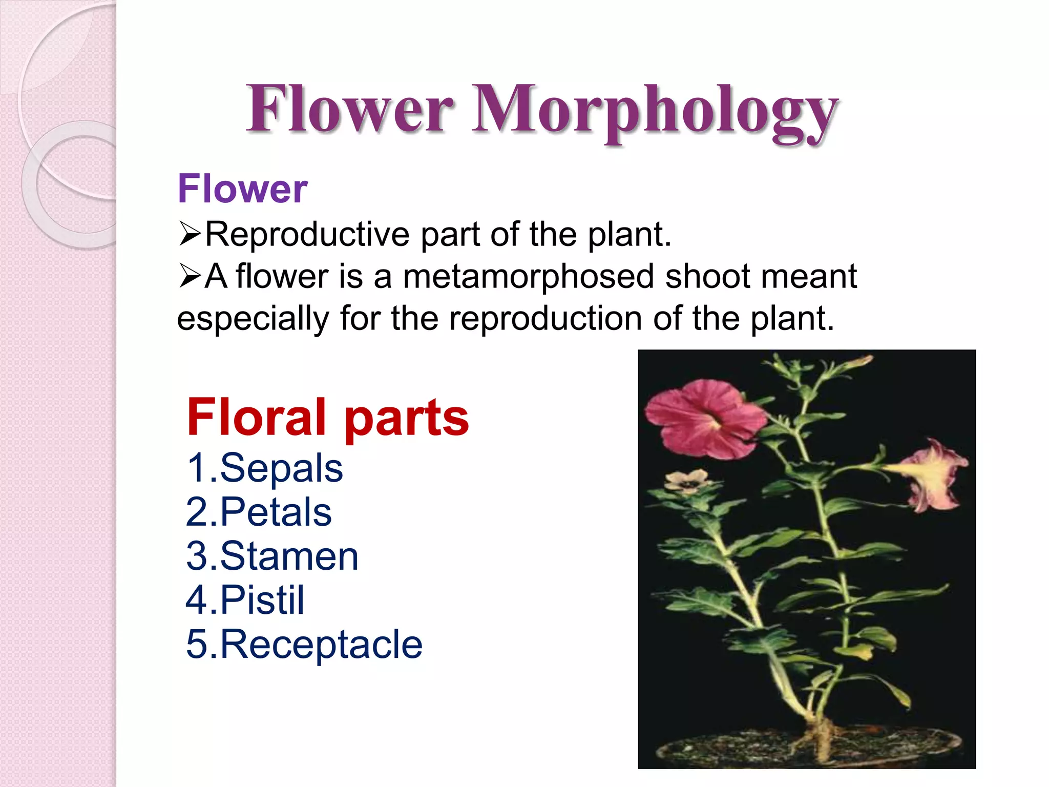 Physiology of flowering, photoperiodism | PPTX